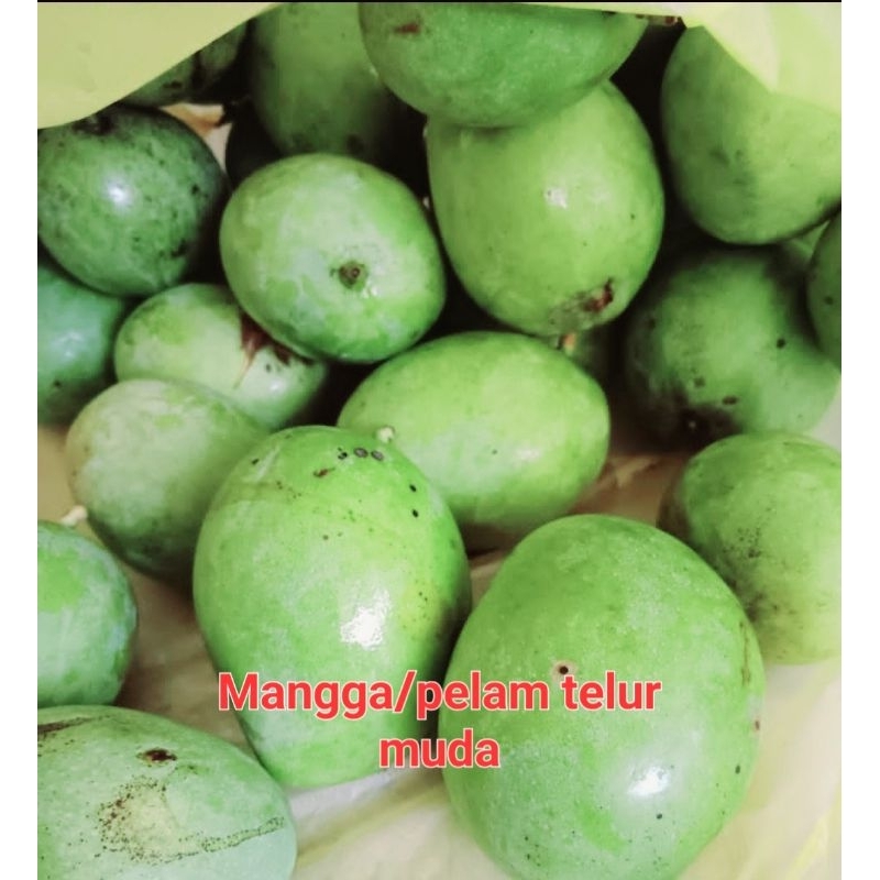 Mangga telur / pauh ringan / pelam telur matang atau tua belum masak ...