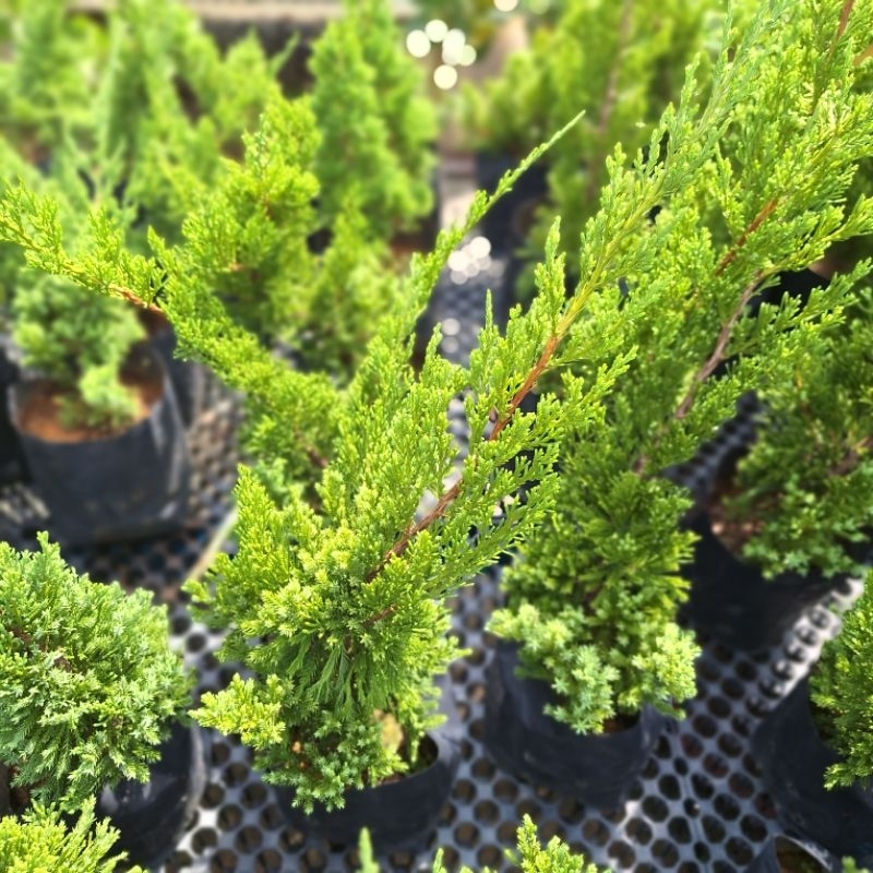 "Santhanna" Golden pine / jenis pine tree / dekorasi tanaman / pokok ...