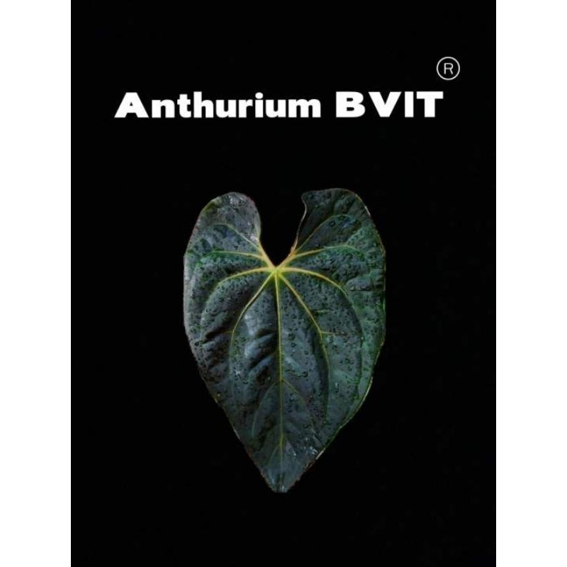 Anthurium BVIT (Black Velvet Indon Type) Original | Shopee Malaysia