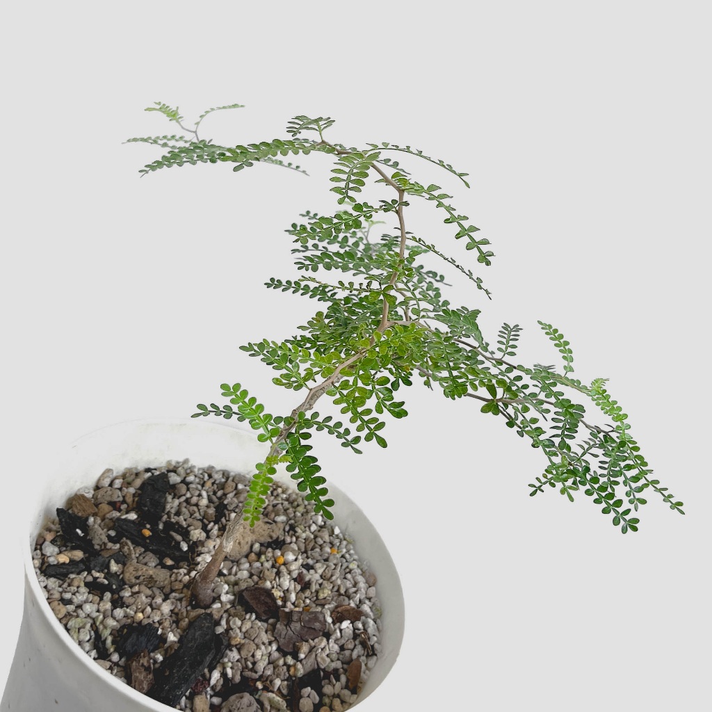 zac.culent - Operculicarya pachypus (Seedling) 象足漆树 (Caudex Succulent) | Shopee Malaysia