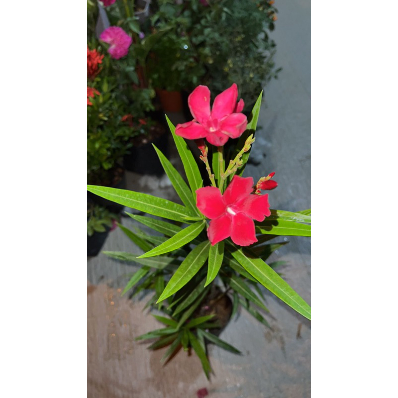 Oleander Red Flower , Pokok Cepat Berbunga | Shopee Malaysia