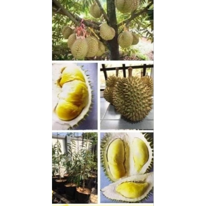 Anak Pokok Durian Asfa50 VVIP | Shopee Malaysia