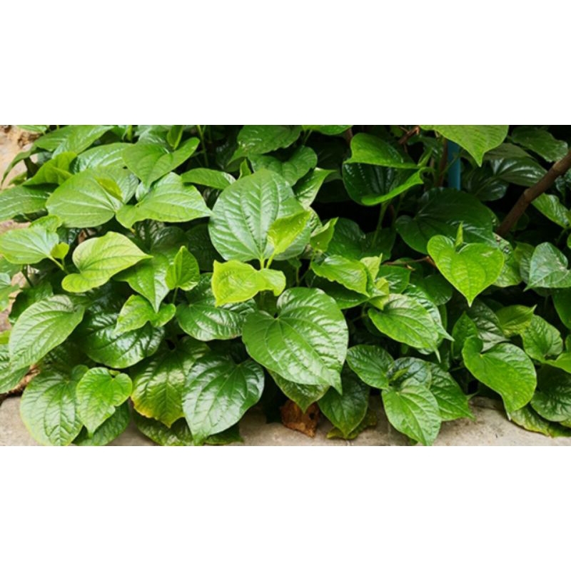 Daun kaduk segar dari pokok/tumbuh secara semulajadi untuk masakan ...