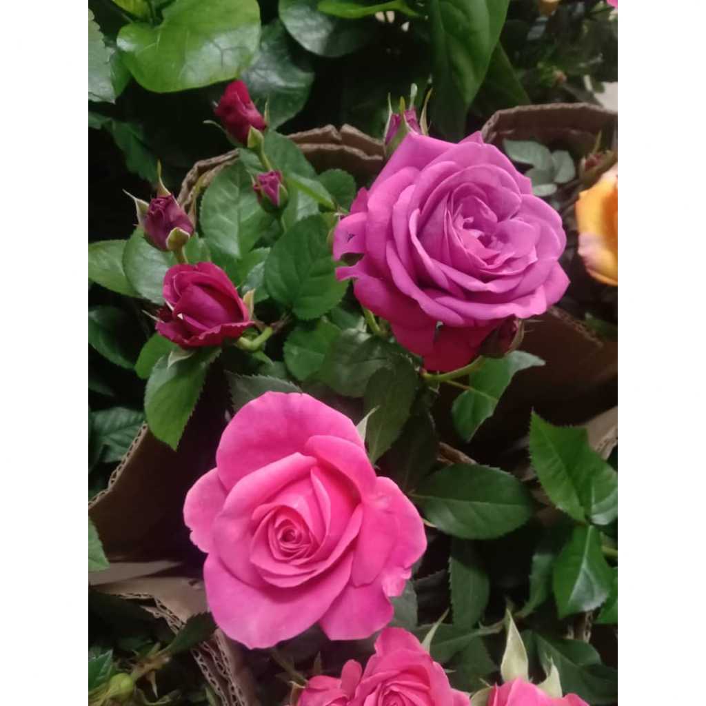 Pokok Bunga Rose (Rose Denmark) | Shopee Malaysia