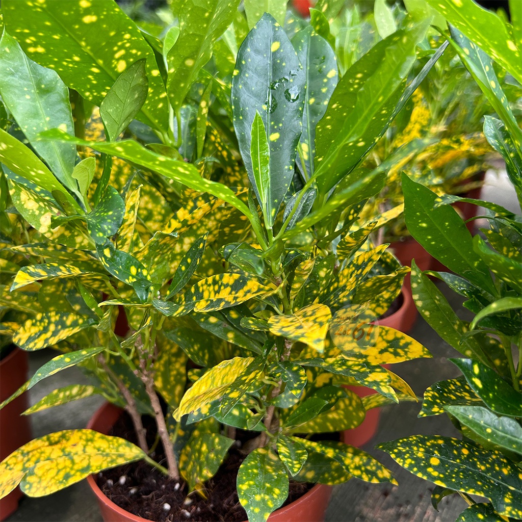 [Paling Horticulture Sdn Bhd] Pokok Puding Kuning | Codiaeum Yellow ...