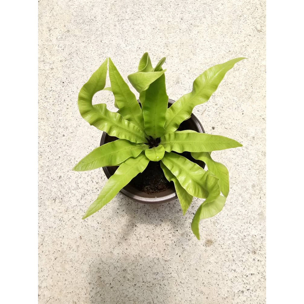 Asplenium Curly Wave | Pleated Bird's Nest Fern | Terrarium ...