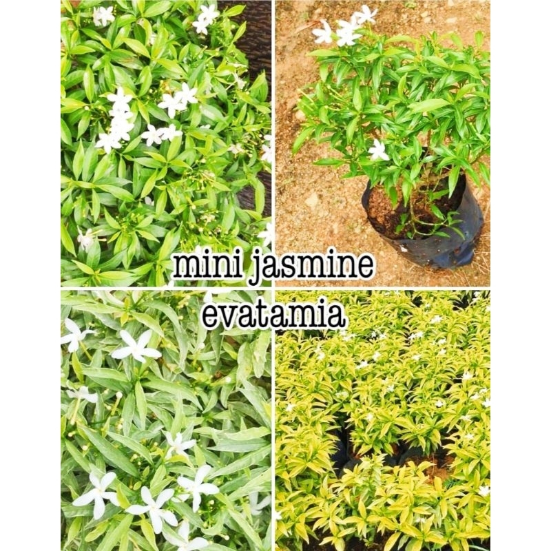 pokok bunga Jasmine, atau jeliti batik kuning hijau/Evatamia pokok ...