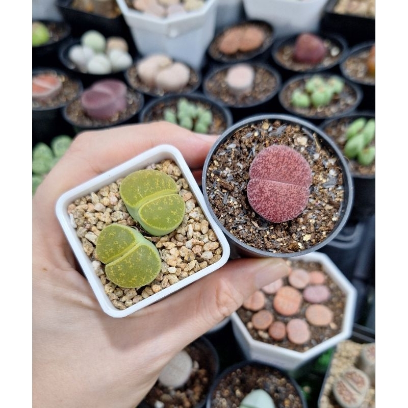 Lithops purple Leslie 黄绿紫薰/酒红紫薰/紫红紫薰/屁屁生石花/多肉植物 | Shopee Malaysia