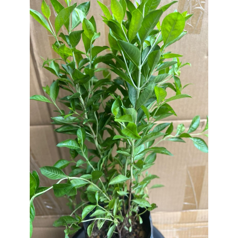Pokok Inai : Daun Inai Merah = Kedai Sayur Rawang | Shopee Malaysia