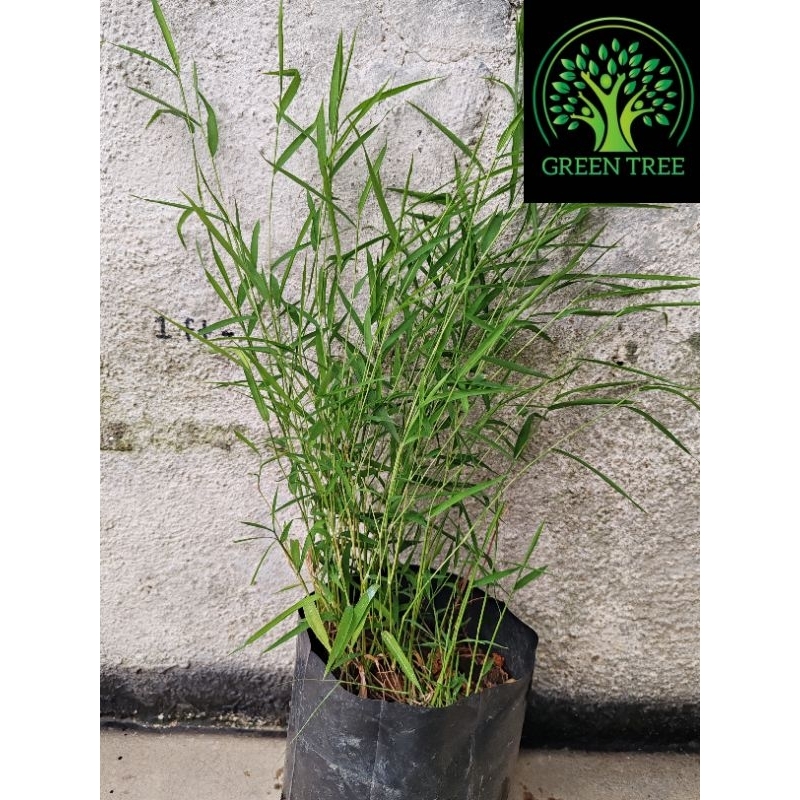 Arugampul Plant / Bermuda Grass Plant ( Liveplant) | Shopee Malaysia