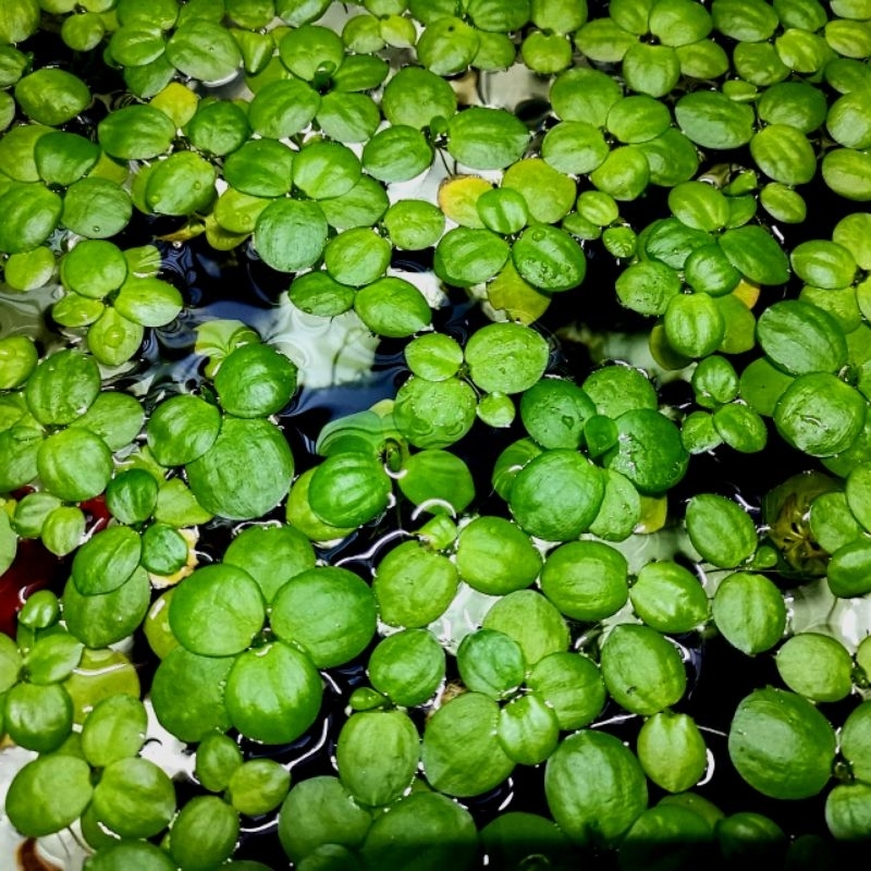 Amazon frogbit aquarium plant 12 pcs ~ | Shopee Malaysia