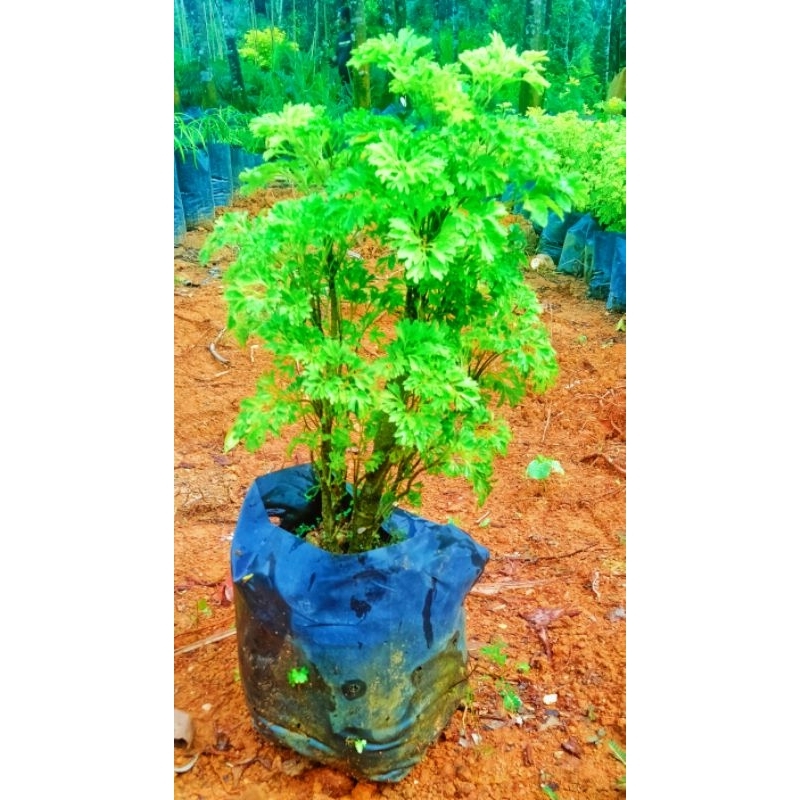 pokok duit/polyscias fruticosa/pokok kuku garuda/anak pokok dalam ...