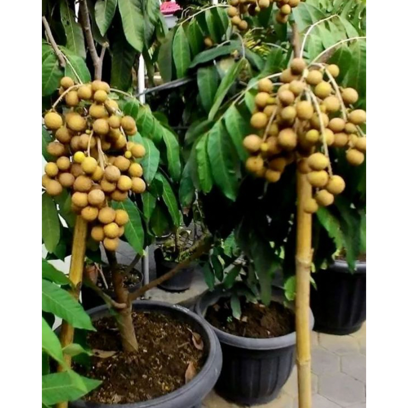 BAJA SUPER KHAS BUAH Super Fruit Fertilizer | Shopee Malaysia