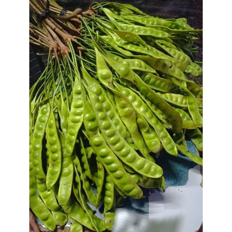petai fresh dari ladang satu ikat rm10 | Shopee Malaysia