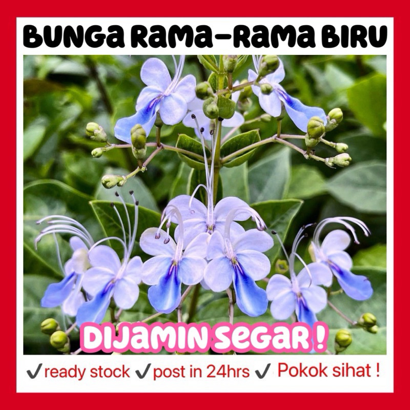 RINA • bunga Rama-Rama biru • rotheca myricoides blue butterfly bush ...
