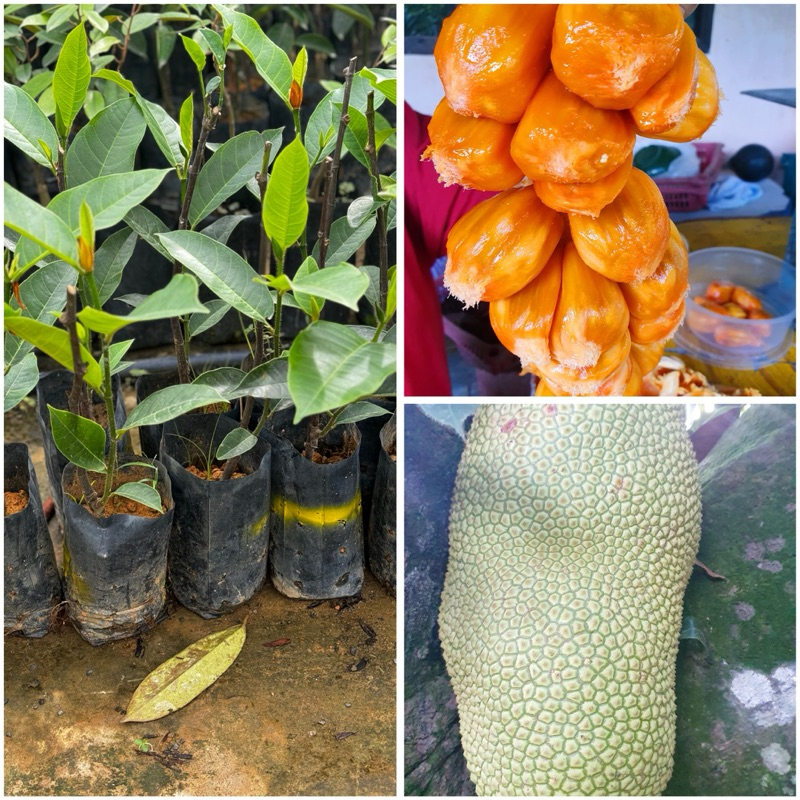 Anak pokok cempedak isi merah rare | Shopee Malaysia