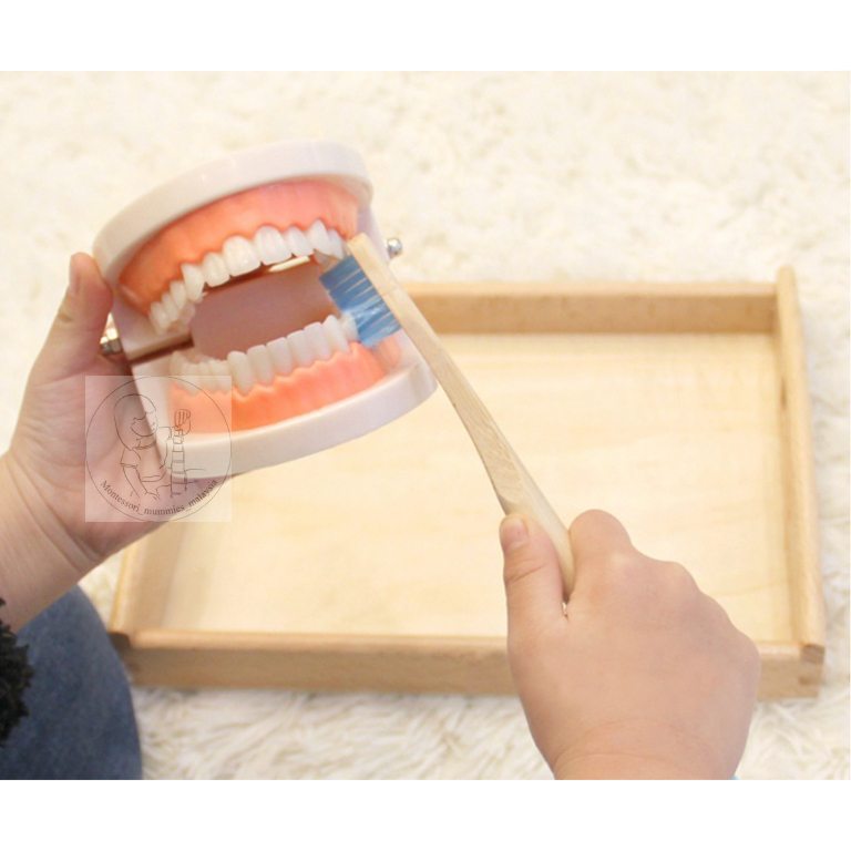 Montessori Children Brushing Tooth Teeth learning /Kids Brush Teeth ...