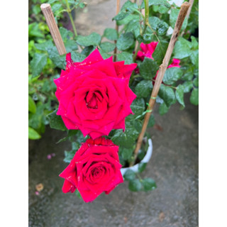 Ros Kampung Tahan Panas ( Direct Sunlight ) - Warna Random | Shopee Malaysia