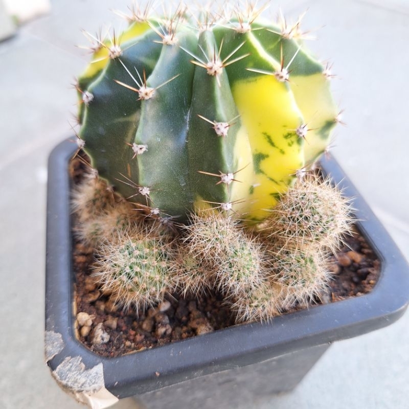 Cactus (echinopsis variegated 彩草锦) | Shopee Malaysia