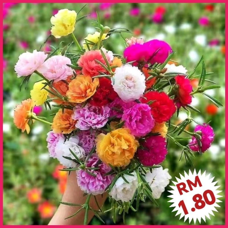 Biji Benih Bunga Ros Jepun Warna Campur (200+/-) - Portulaca Sun Daze ...