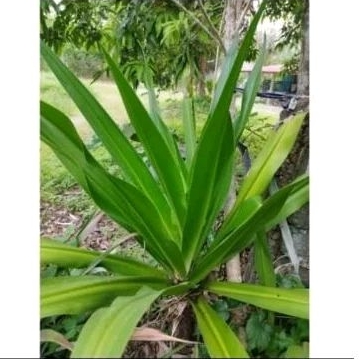 Daun tembaga suasa (1helai) | Shopee Malaysia