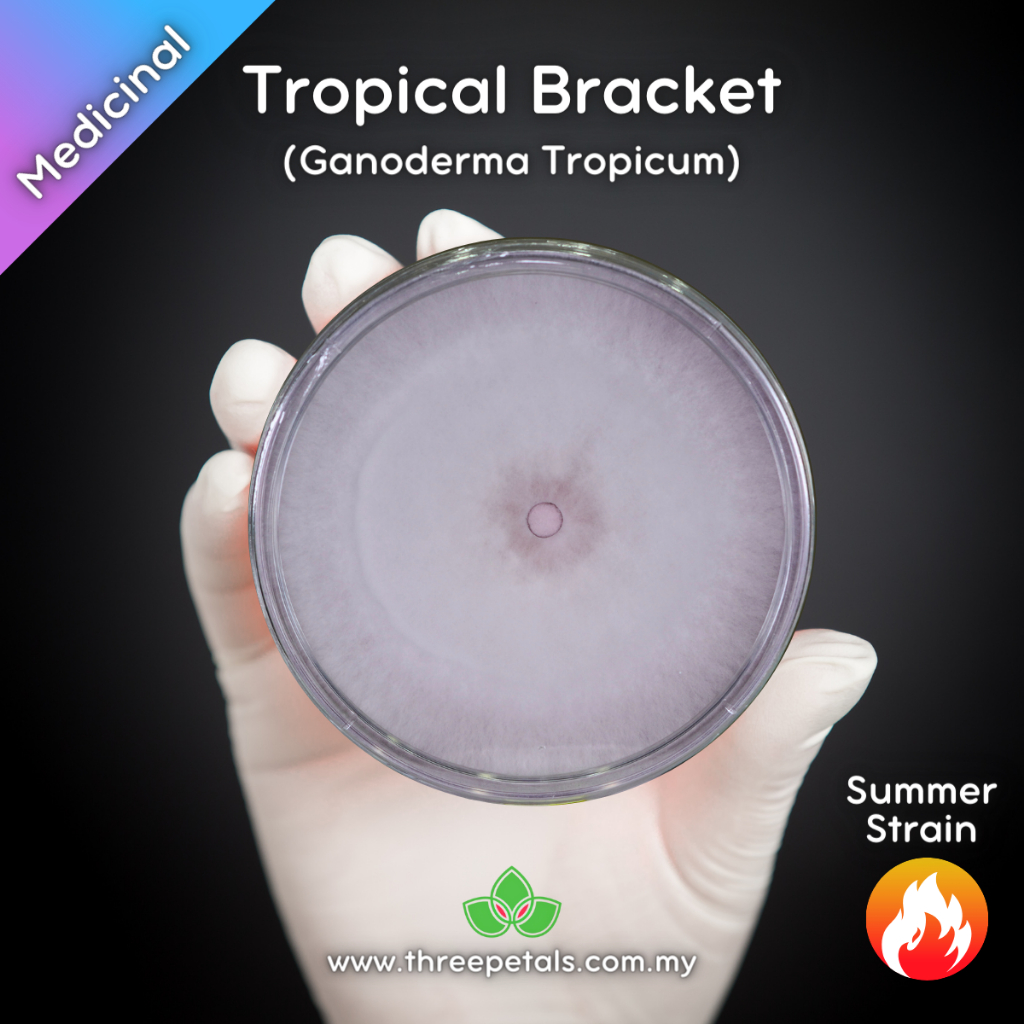 Tropical Bracket (Ganoderma Tropicum) Live Mycelium Mushroom Culture ...