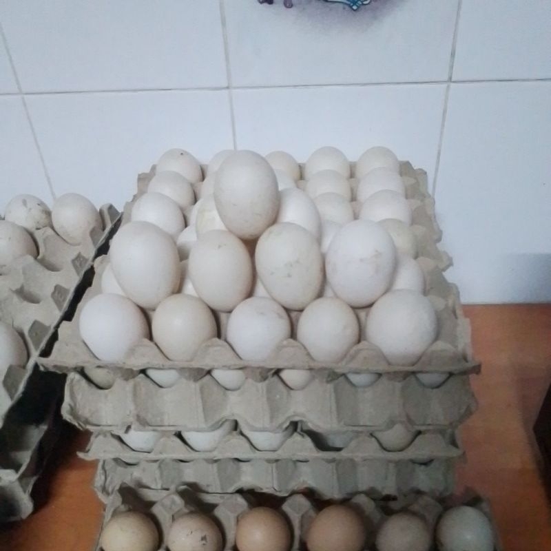 TELUR ITIK NILA (Untuk benih dan dimakan ORDER by set) | Shopee Malaysia
