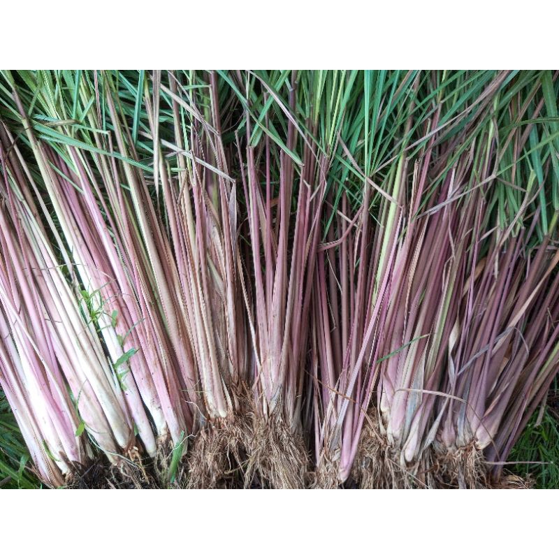 Serai Wangi/Mekah/Merah (Batang/Daun) | Shopee Malaysia