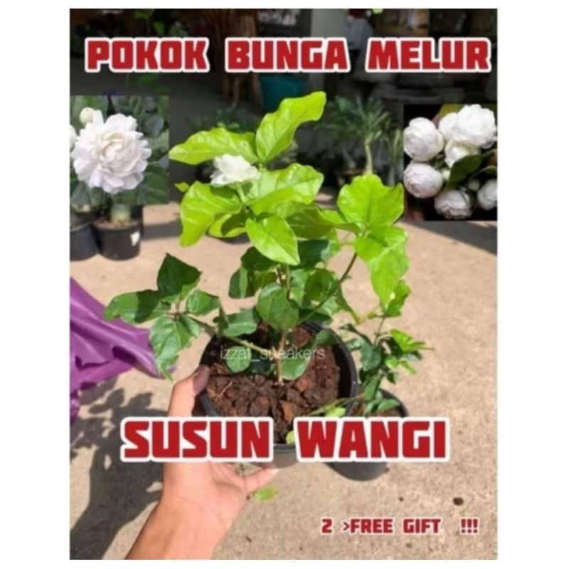 Pokok bunga melur susun harum wangi / melur rose / melur susun | Shopee ...