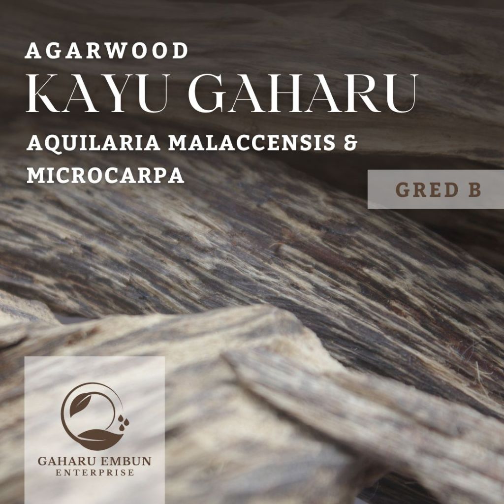 GAHARU EMBUN Gred B Aquilaria Malaccensis & Microcarpa Kayu Gaharu ...