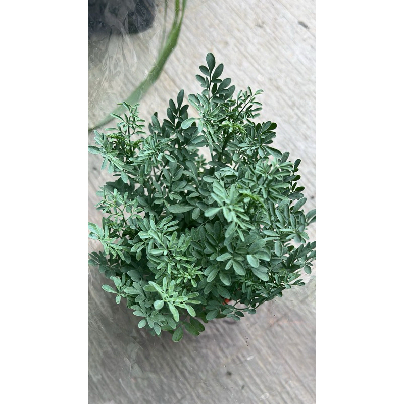 Garuda @ Ruta @ Pokok Busuk : kedai sayur rawang | Shopee Malaysia