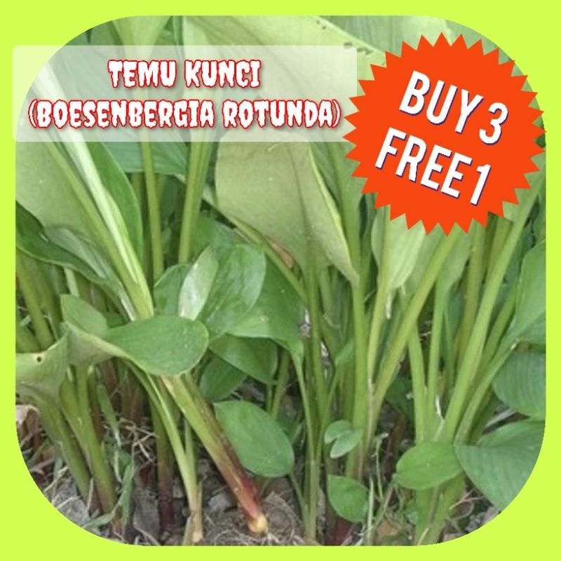 BUY 3 FREE 1 Anak pokok herba TEMU KUNCI (Boesenbergia rotunda ...