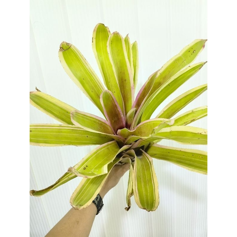 bromeliad neoregelia Sheba | Shopee Malaysia