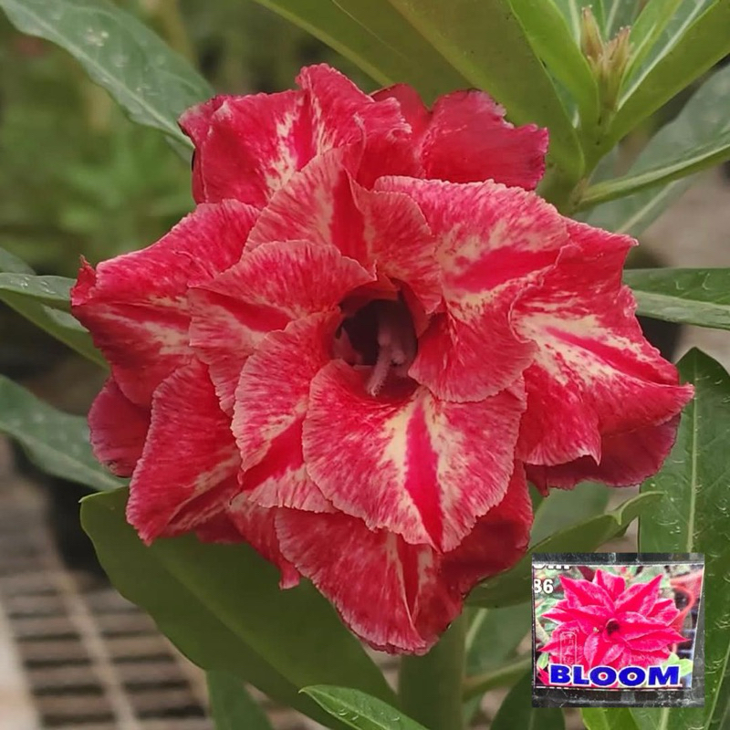 ADENIUM THAI REAL LIVE PLANT MULTI LAYER (POKOK BUNGA KEMBOJA RARE ID ...