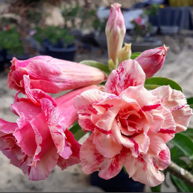 ADENIUM THAI REAL LIVE PLANT MULTI LAYER (POKOK BUNGA KEMBOJA RARE ID ...