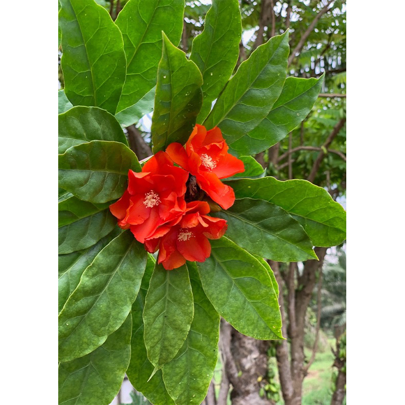 keratan pokok bunga duri tujuh ( 1 keratan ) | Shopee Malaysia