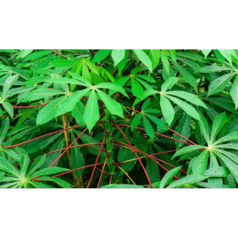 pokok ubi kayu kuning mentega | Shopee Malaysia