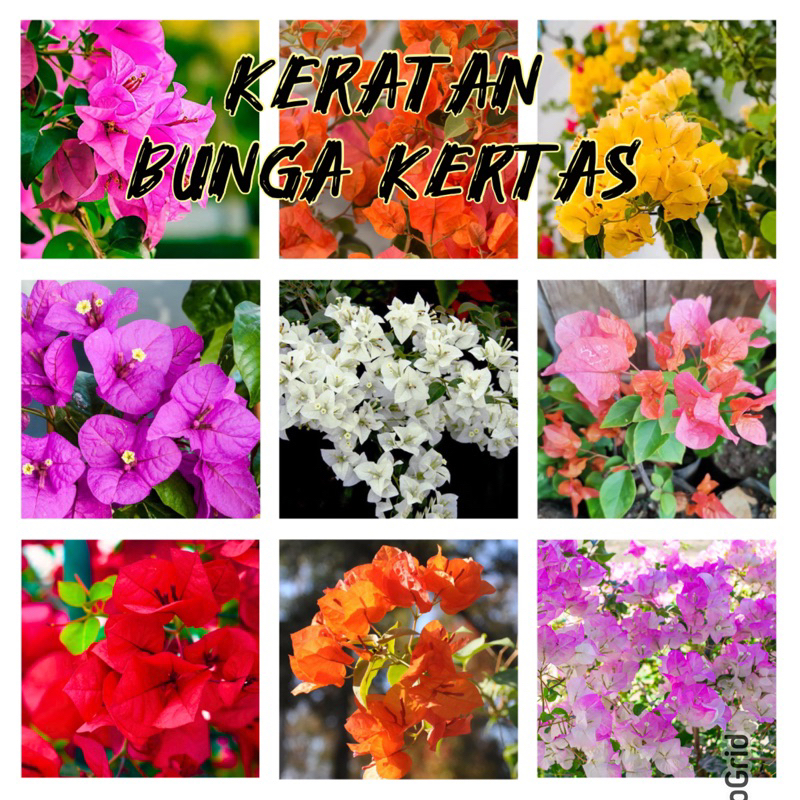 Cutting Bougainvillea / keratan bunga kertas | Shopee Malaysia