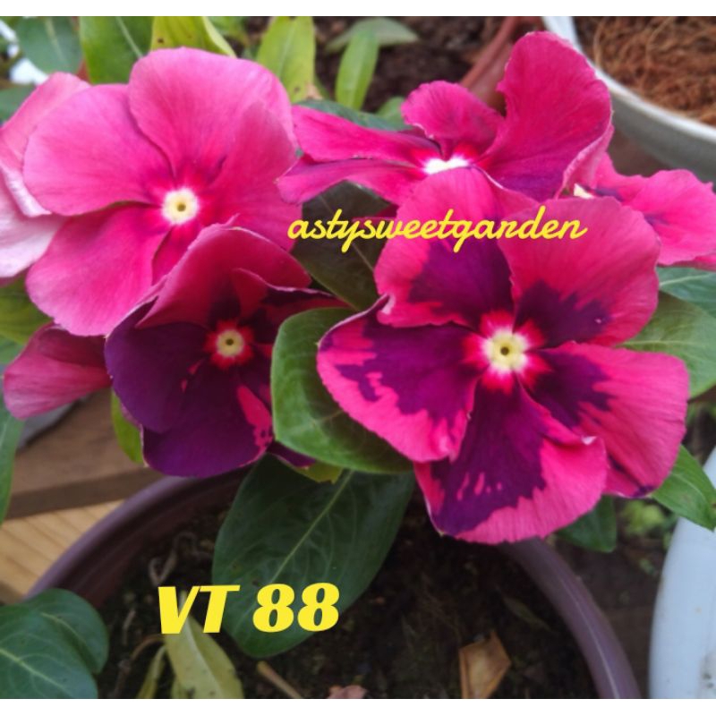 Biji Benih Vinca Merah clorox | Shopee Malaysia