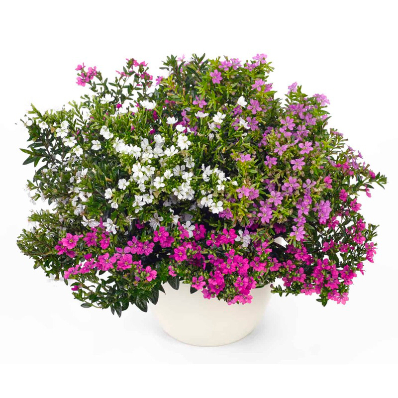 Pokok Bunga Cuphea Mix colour / Taiwan Beauty plant | Shopee Malaysia