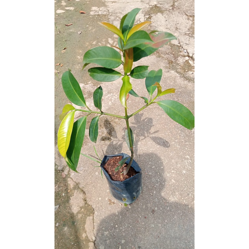 Manggis Master Hybrid Cepat Berbuah - tanam dalam pasu besar | Shopee ...
