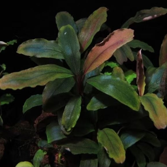 [BUY 4 FREE 1] Bucephalandra Cherish v4 (stalk) aquatic plants for ...
