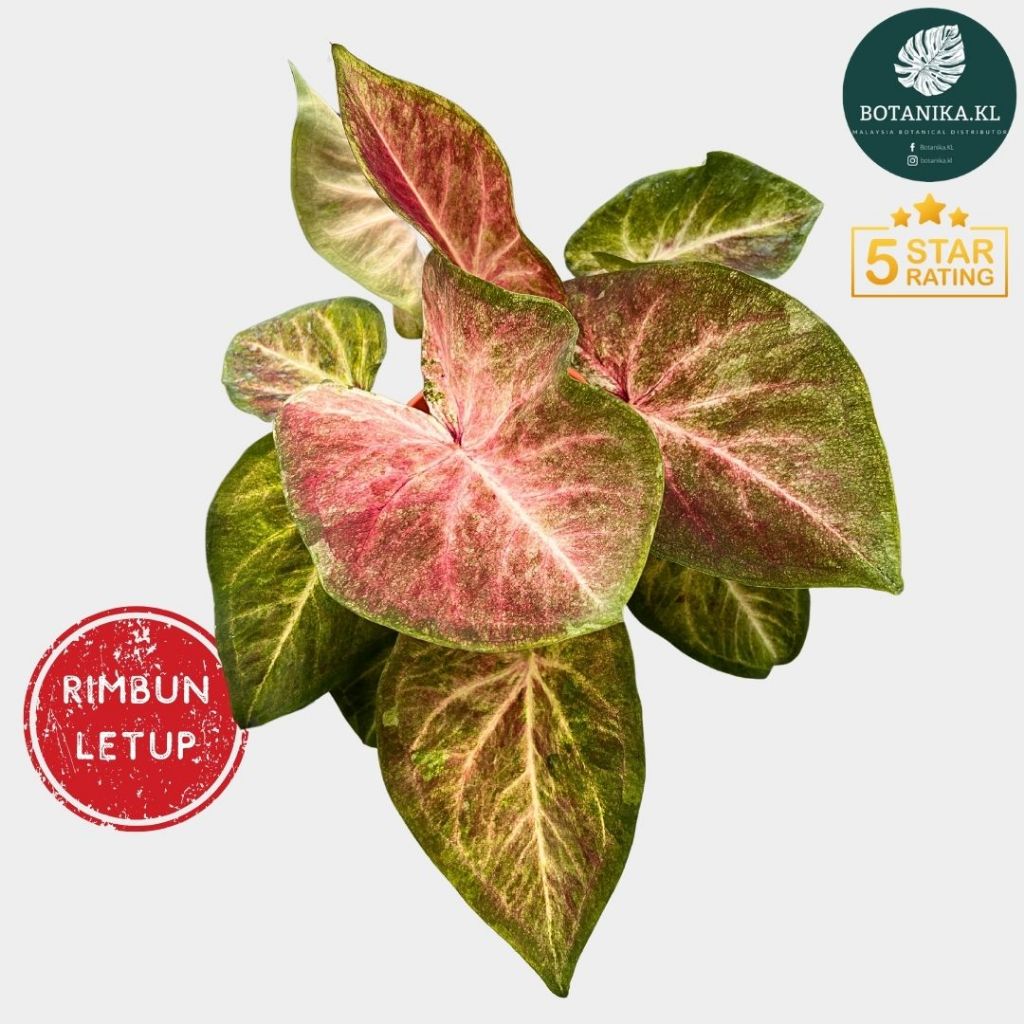 [Botanika.KL] Rimbun Letup Caladium ZOMBIE🍀Pokok Keladi ZOMBIE🍀Pokok ...