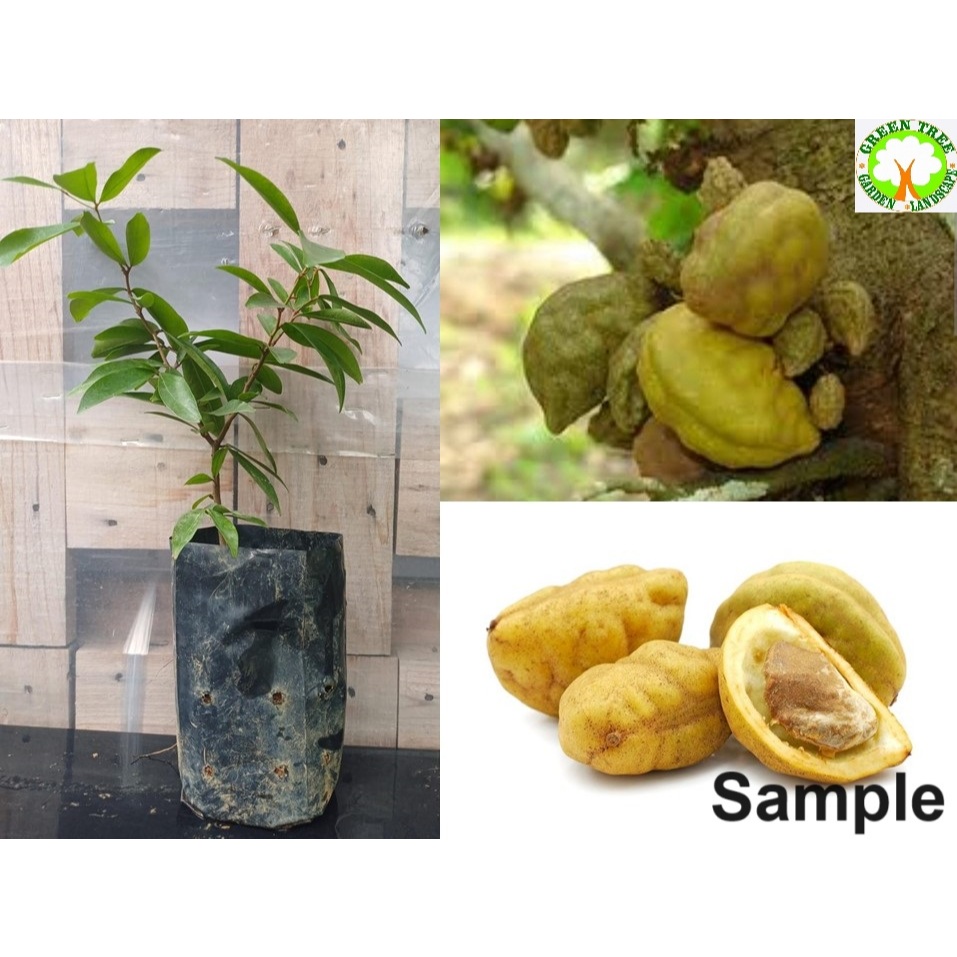 Fruit Tree - Anak Pokok Nam Nam / Katak Puru / Cynometra Caulitlora 喃喃果 ...