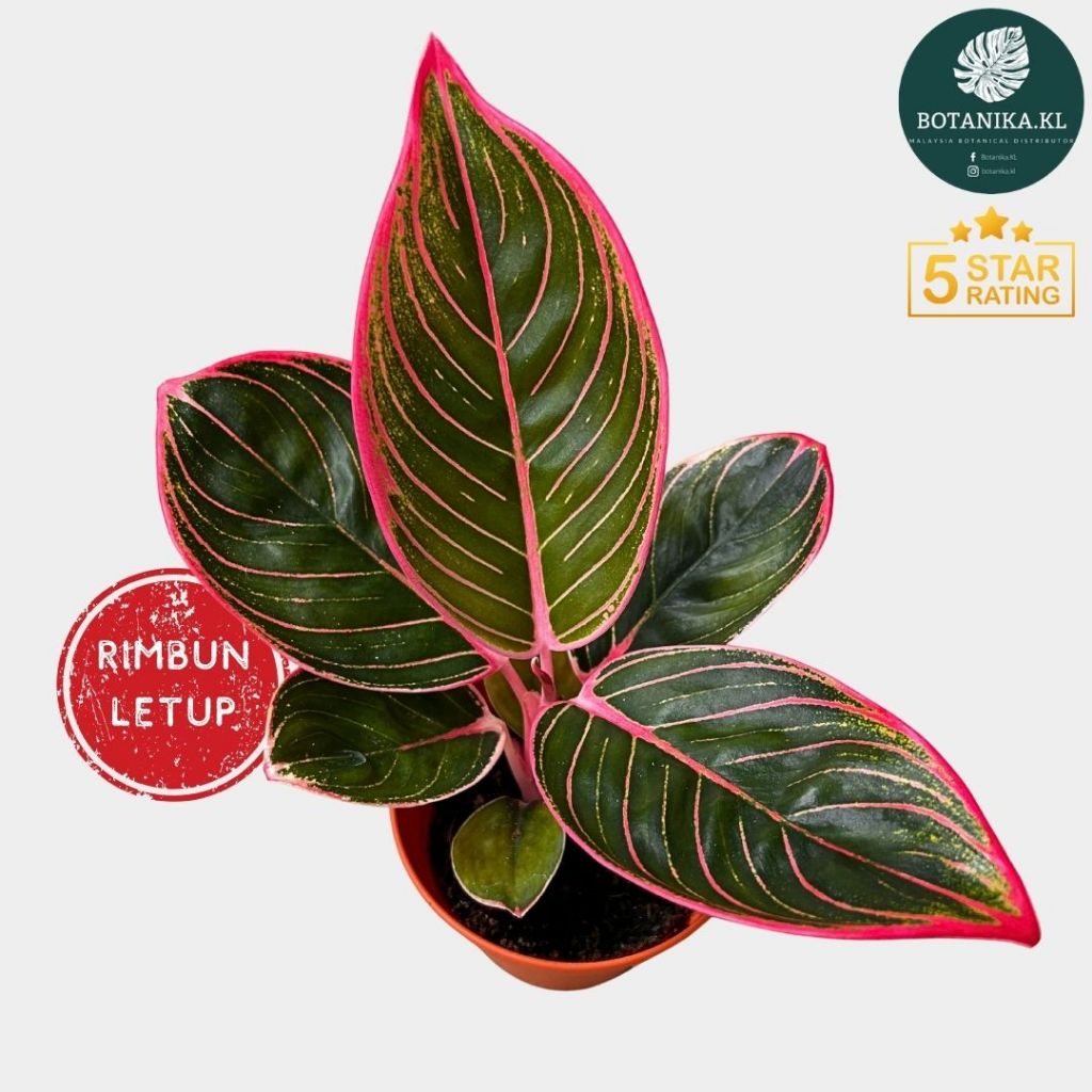 [Botanika.KL] Rimbun Letup Agalonema Khanza RARE🍀 Pokok Hiasan Dalam ...