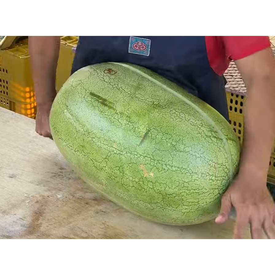 Biji Benih Besar Gila Tembikai Rare Giant Watermelon Seed Melon Organic ...
