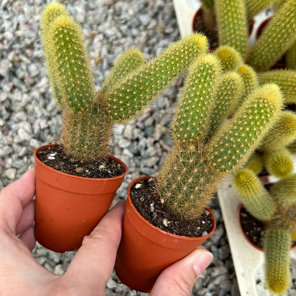 GPS Green Plant Society Live Cactus Type 37 Golden Tail 金鼠尾 仙人掌 ...