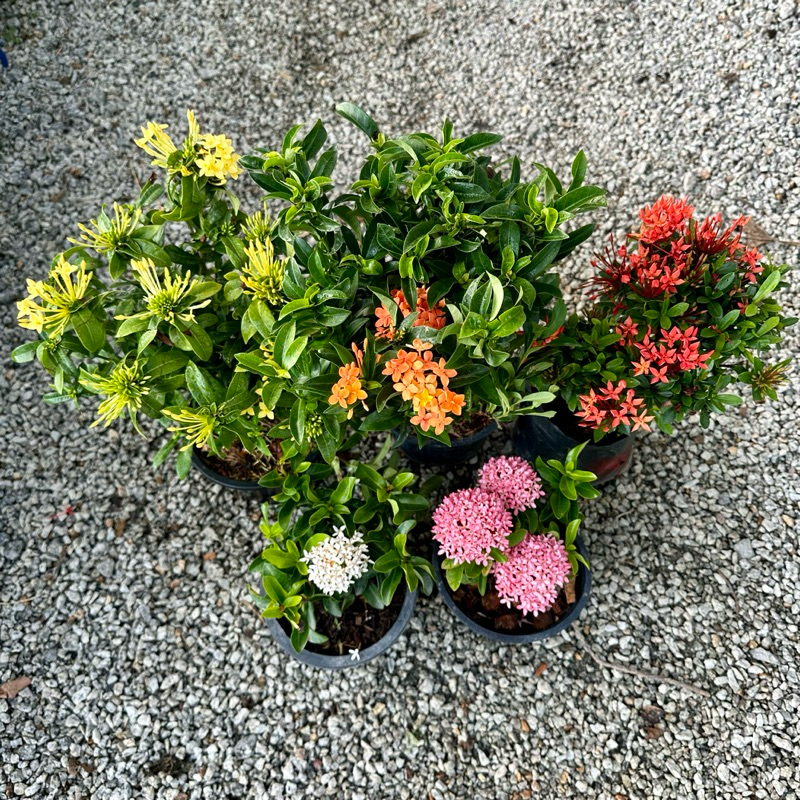 🔥OUTDOOR🔥 POKOK BUNGA JARUM / Ixora Tree / West Indian Jasmine / Variegated / Ixora Coccinea ...