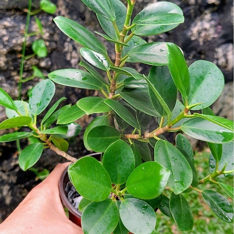 Live Plant Ficus Microcarpa/Chinese Banyan/Indoor/Outdoor Plant/Pokok ...