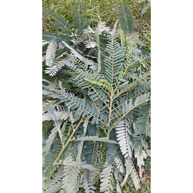 Pokok turi / Geti melalui keratan batang (bukan polibeg) | Shopee Malaysia